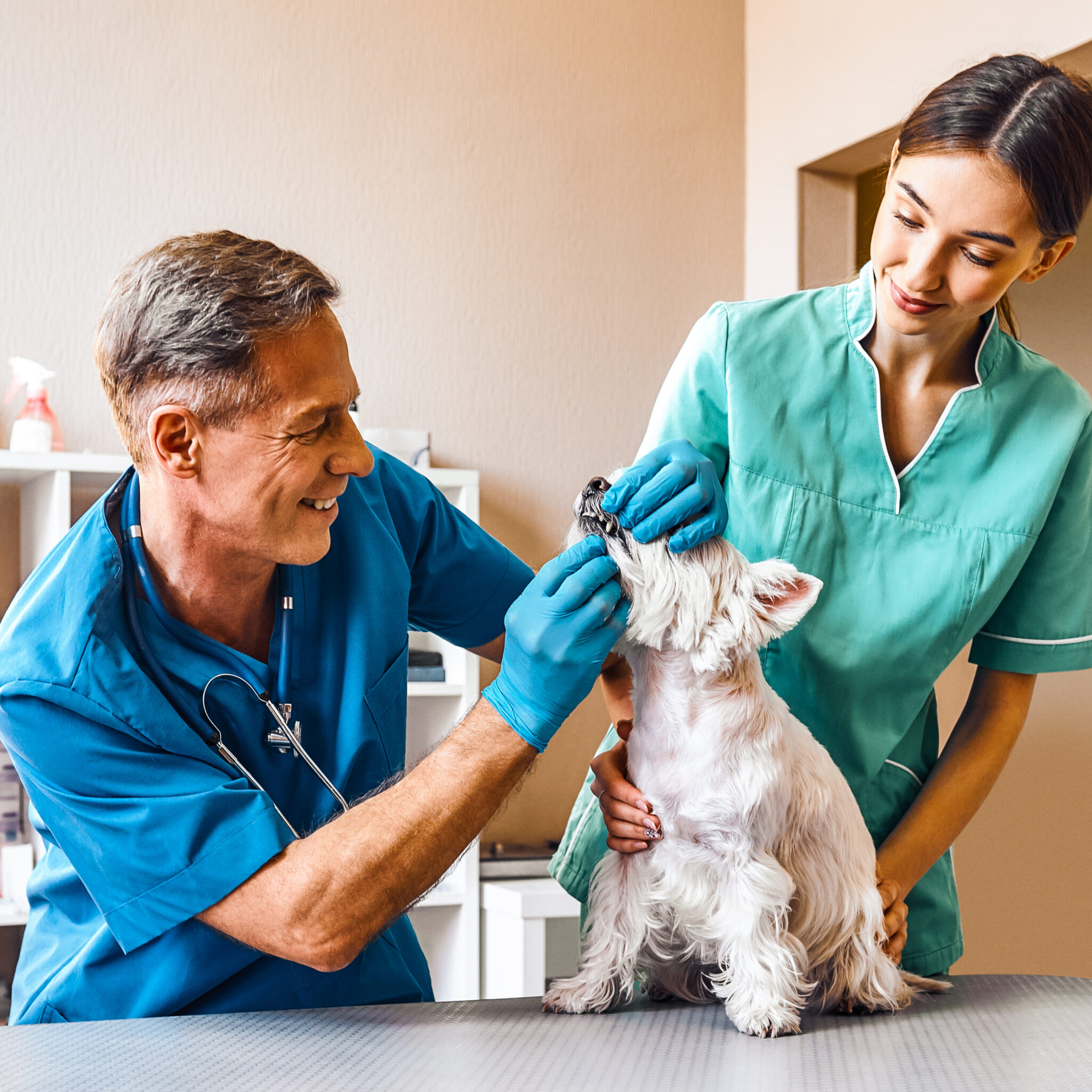 Homepage - Antech Imaging Academy